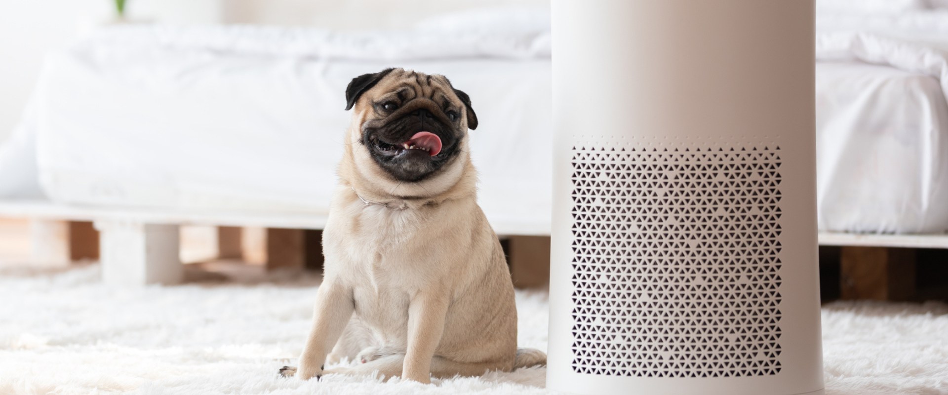 Is an Electrostatic Air Purifier the Best Choice for Your Home?